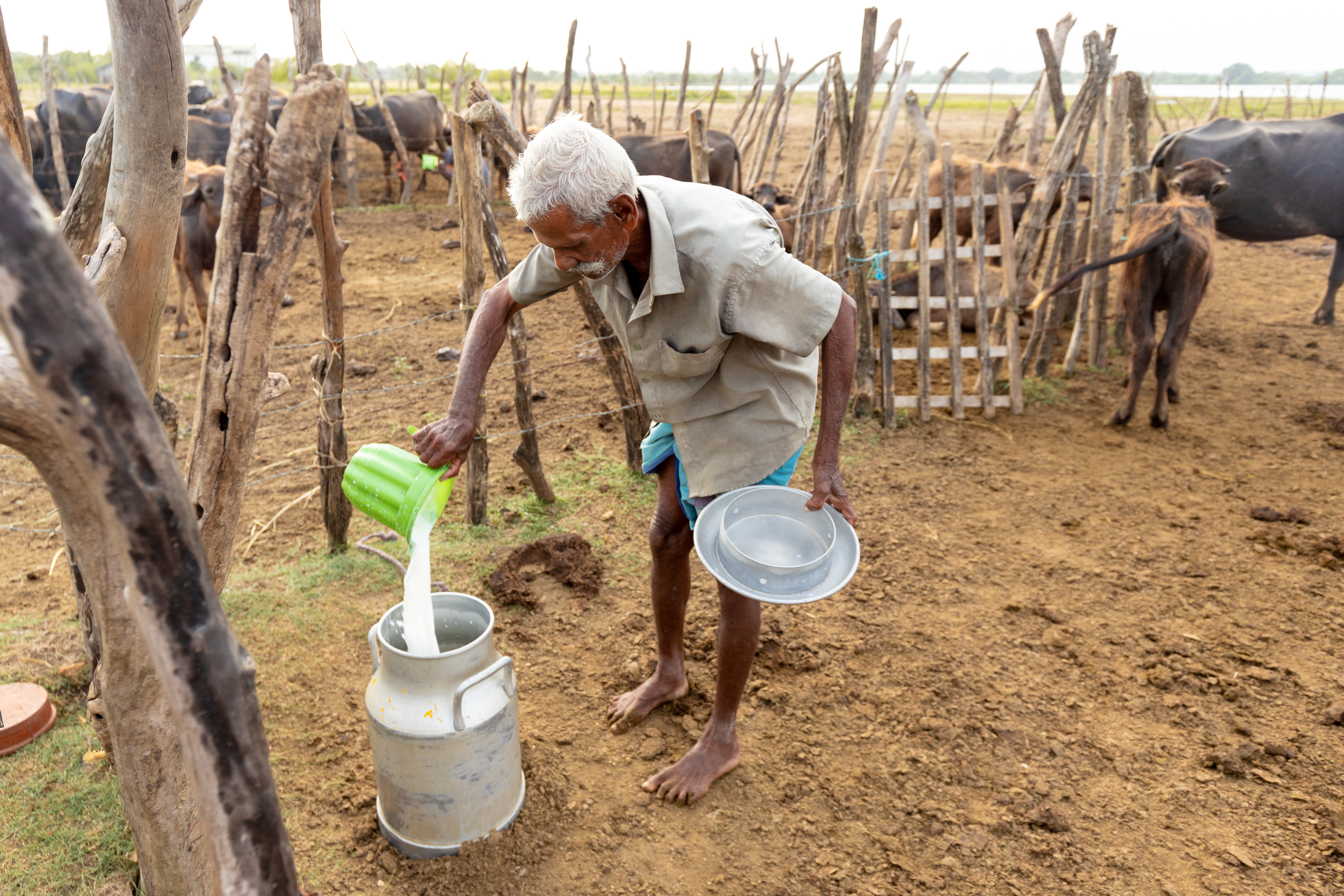 Things To Do In Kataragama | Traditional Curd-making Experience