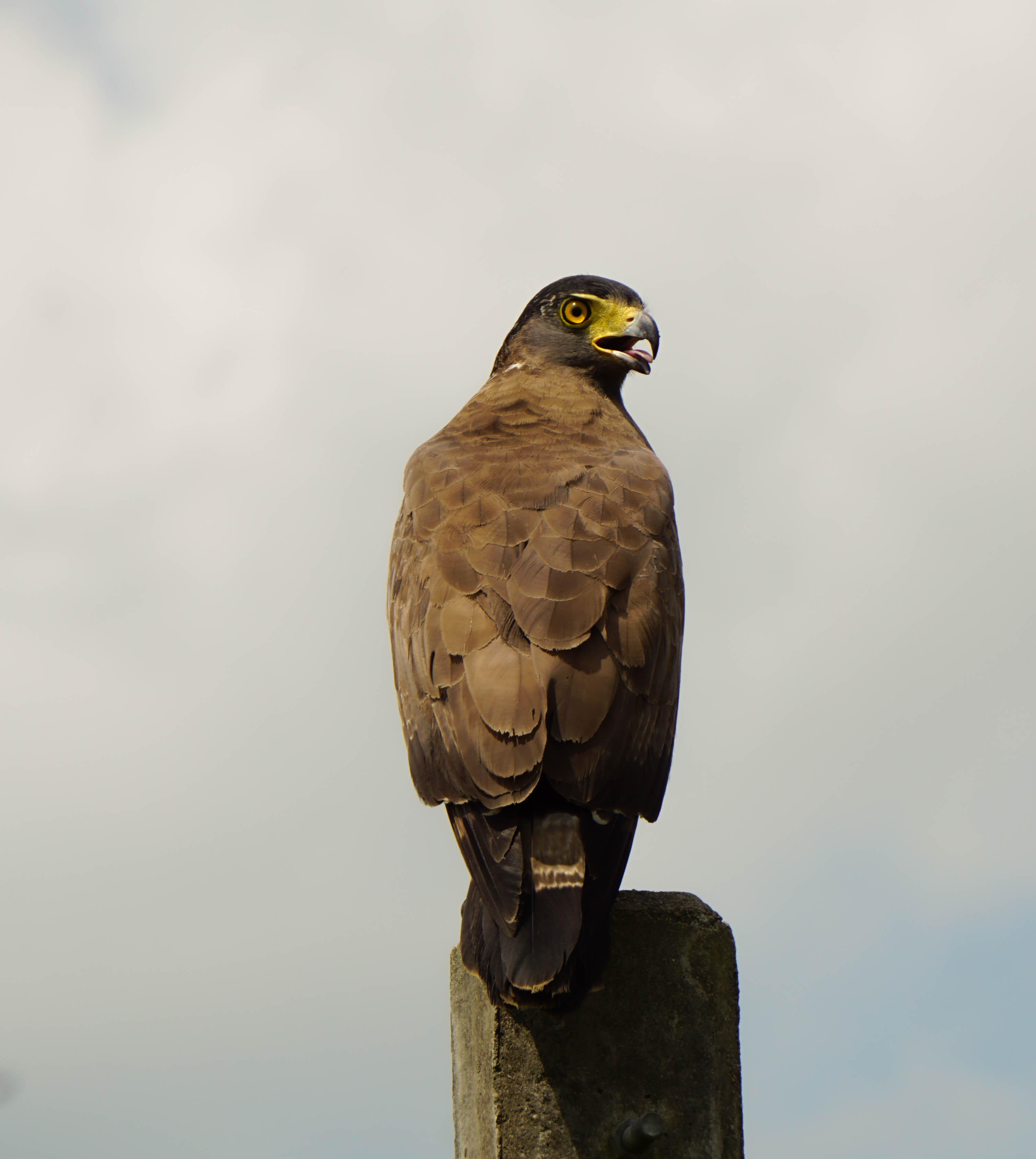 Enjoy Hathpotha Safari | Knuckles Hotels | Thema Collection