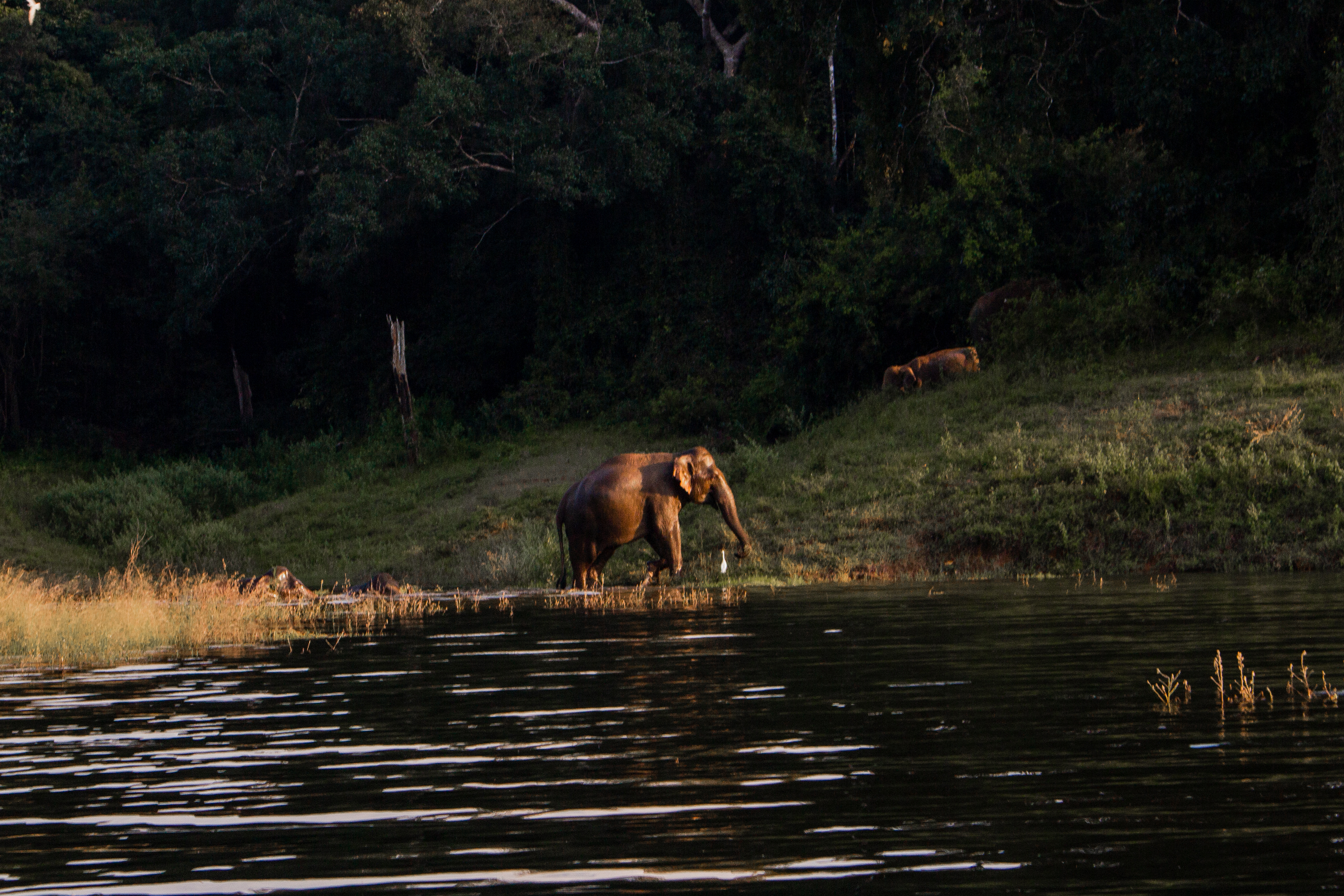 Gal Oya Things to Do | Experiences at Wild Glamping Gal Oya